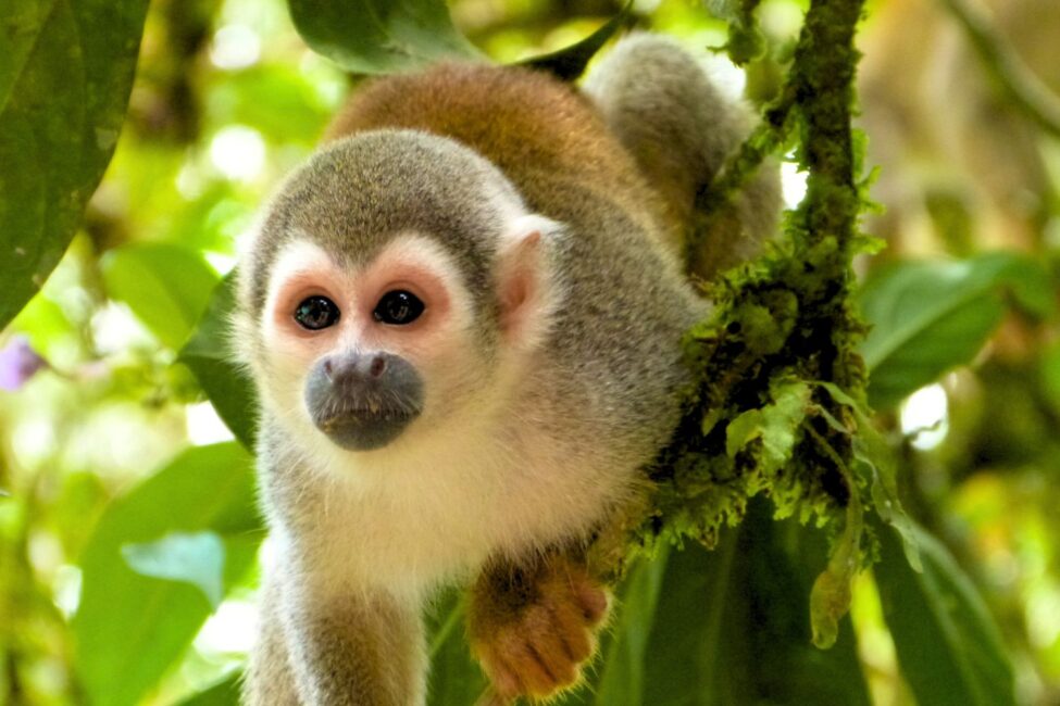 The 6 most beautiful Amazon Rainforest Monkeys