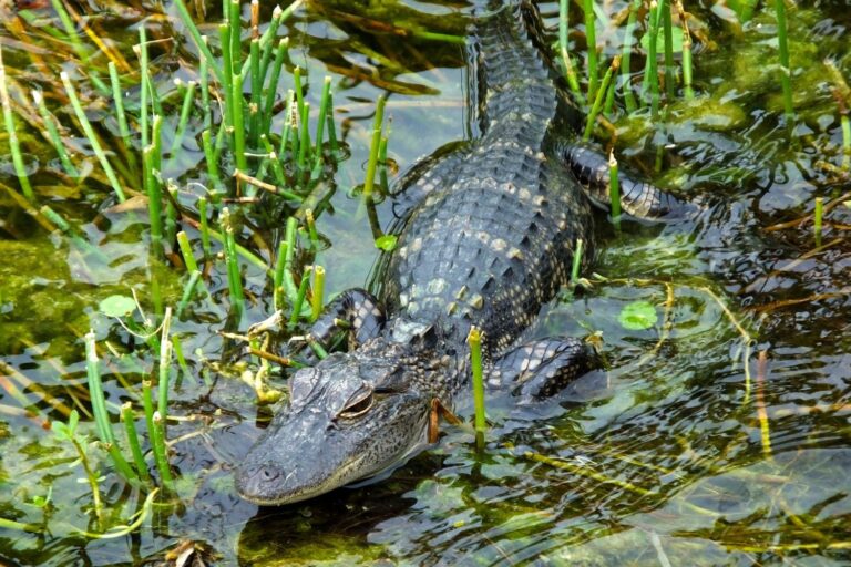 Amazon Caiman: Everything you need to know