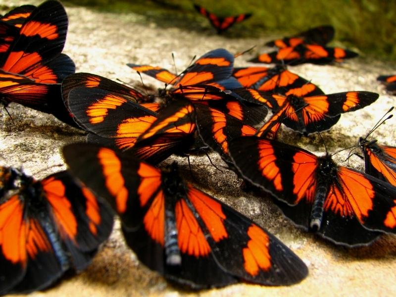 Inca Trail Express to Machu Picchu 1 Day-Inca Trail Tours