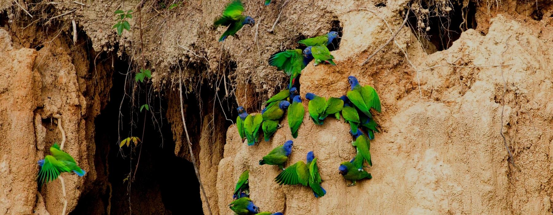 Manu Peru Rainforest-Manu National Park Tours 8 Days