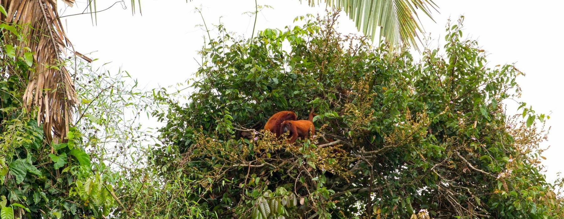 Tour al Parque Nacional de Manu 8 Dias-Tours en el Amazonas