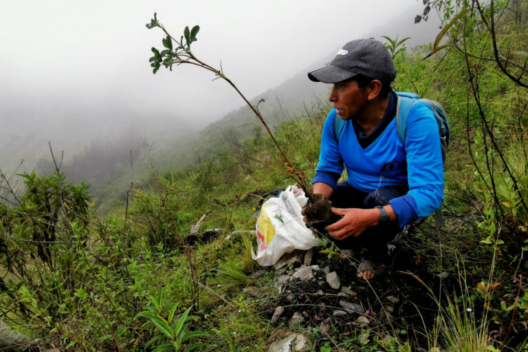 Great reforestation campaign in Machu Picchu and Inca Trail